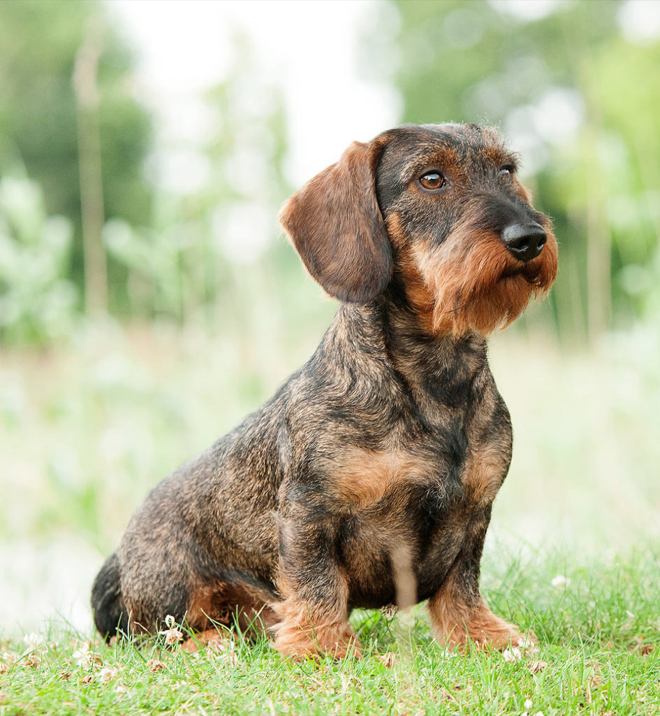 Rauhaardackel | Timberfox